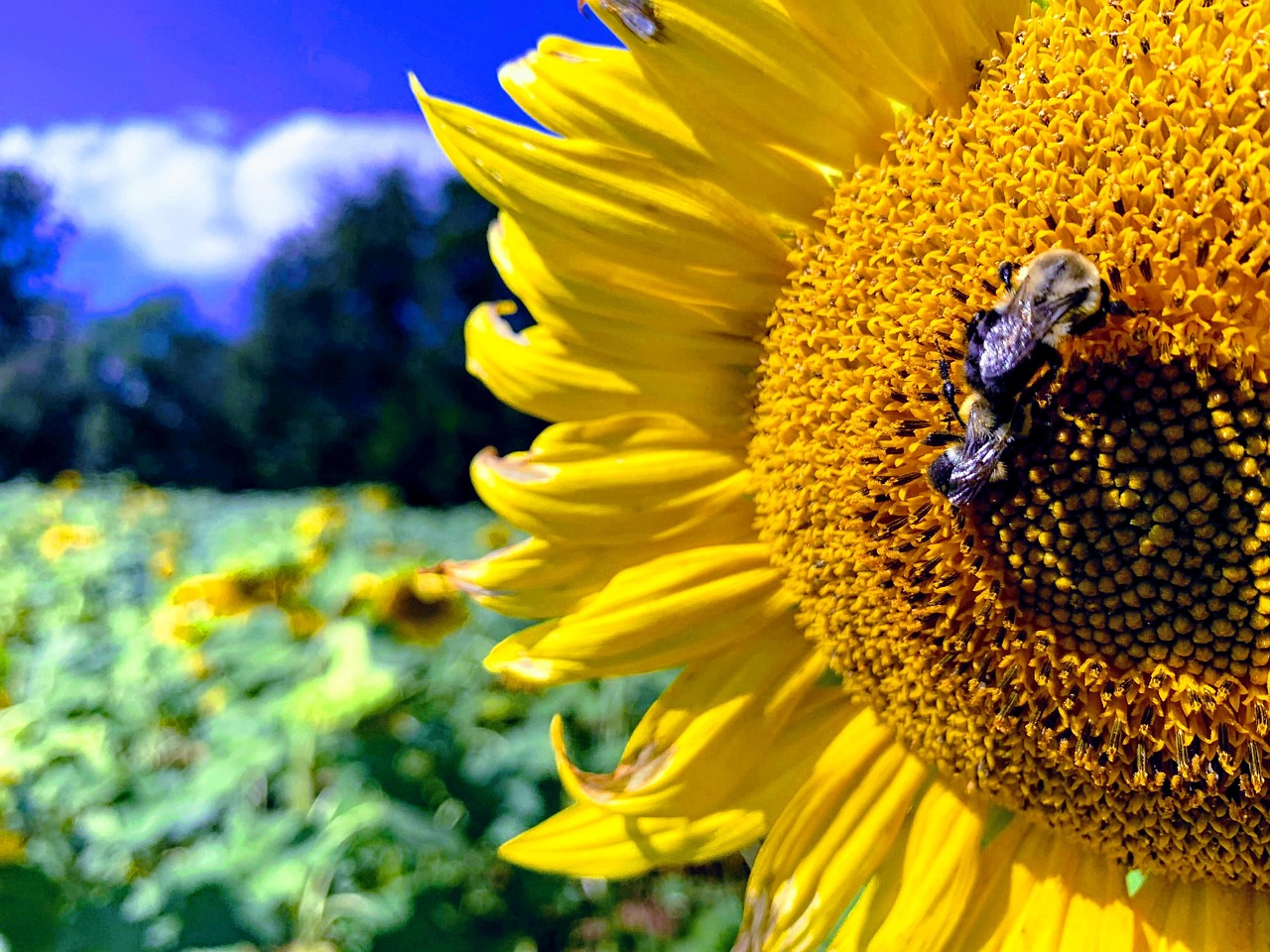 Abeilles En Couple Tournesol Les - Photo gratuite sur Pixabay - Pixabay