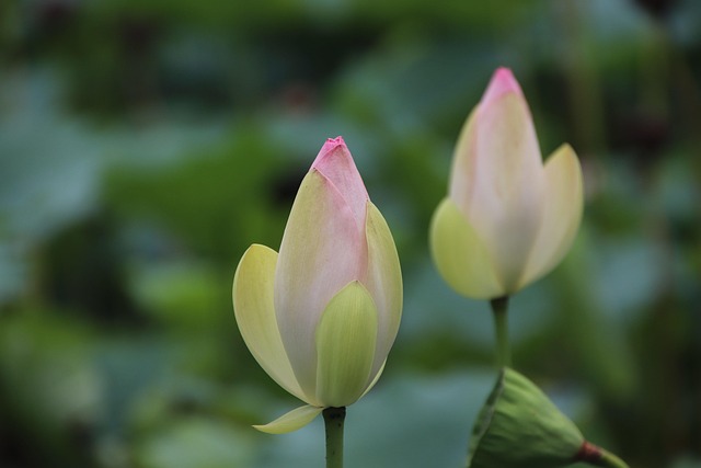 Loto Brotes Planta Lirio De - Foto gratis en Pixabay - Pixabay