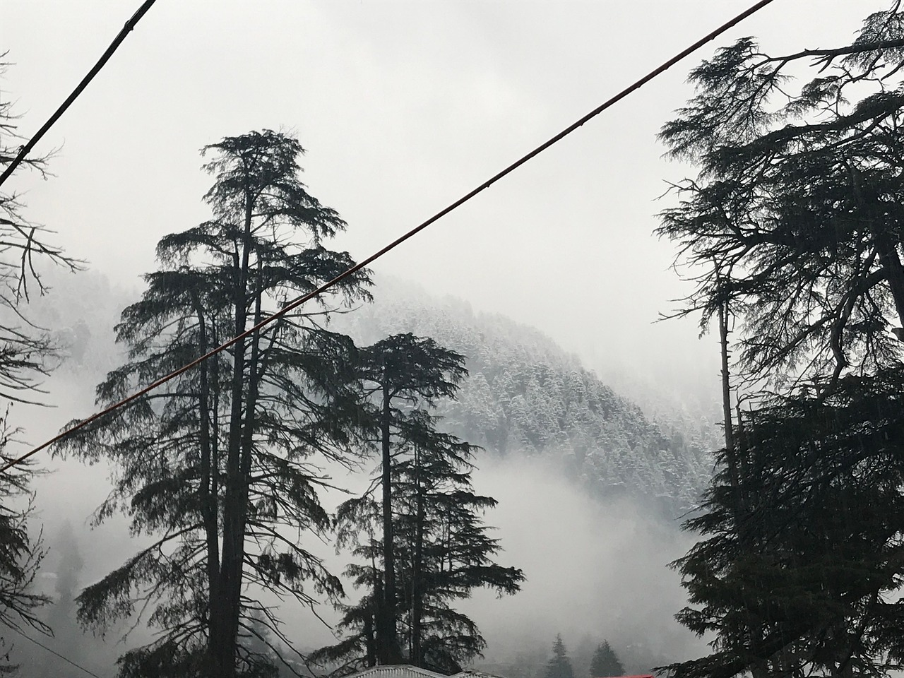 Manali India Tree - Free photo on Pixabay - Pixabay