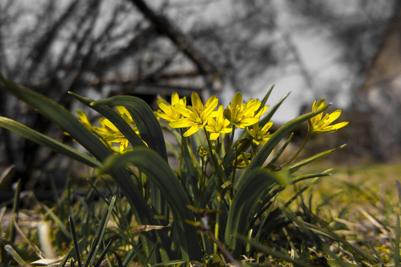 Flores Plantas Prado - Foto gratuita no Pixabay - Pixabay