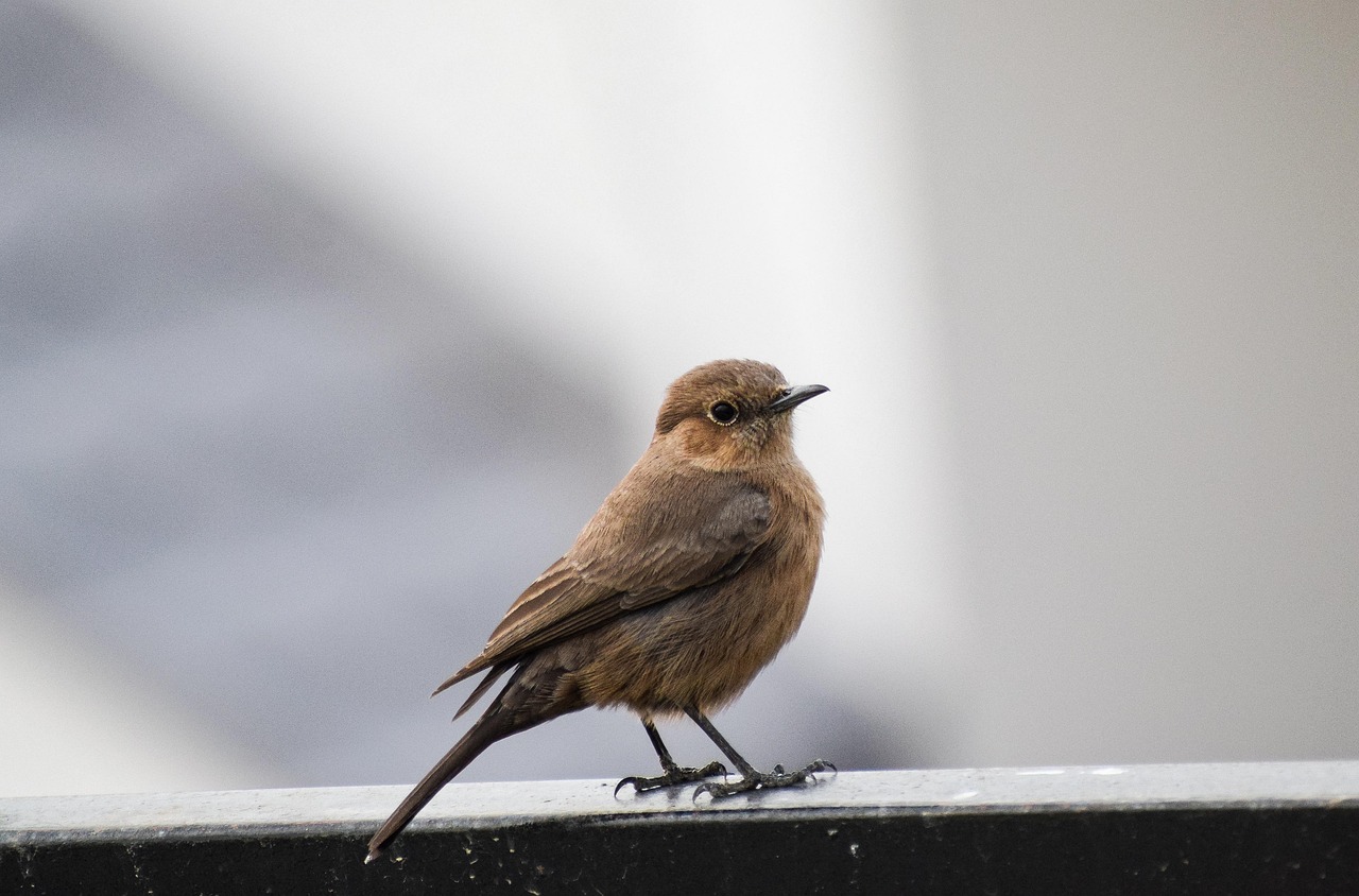 Chiffchaff Small Bird - Free photo on Pixabay - Pixabay