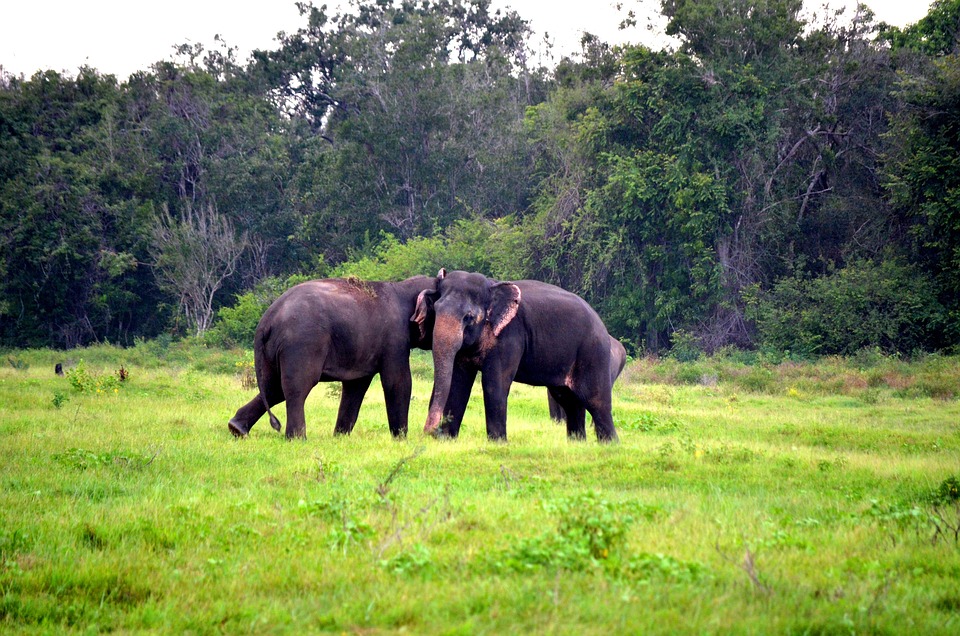 Tier Tiere Asien - Kostenloses Foto auf Pixabay