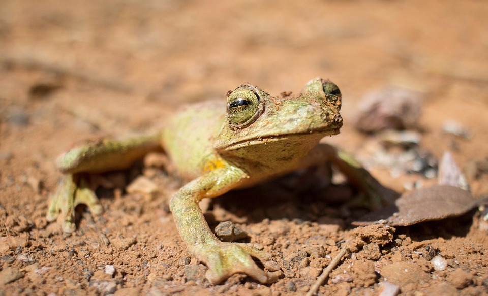 Frog Nature Animal - Free photo on Pixabay - Pixabay