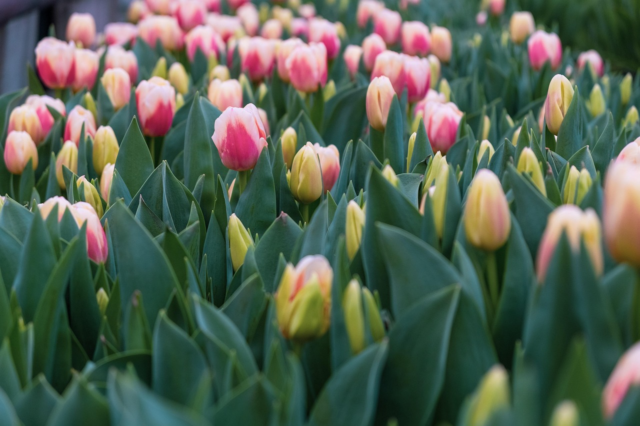 Tulip Flower Spring - Бесплатное фото на Pixabay - Pixabay