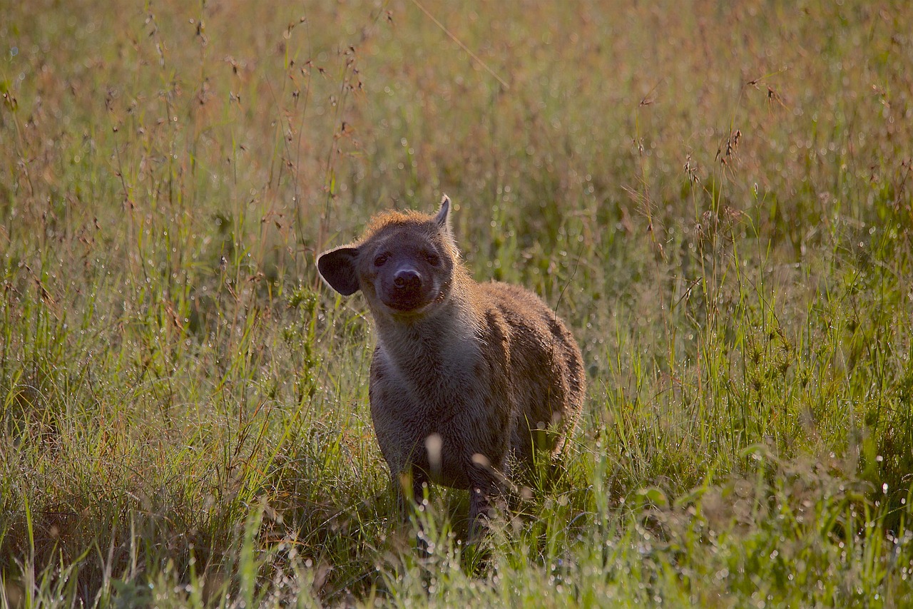 Hyena Satwa Safari - Foto gratis di Pixabay - Pixabay