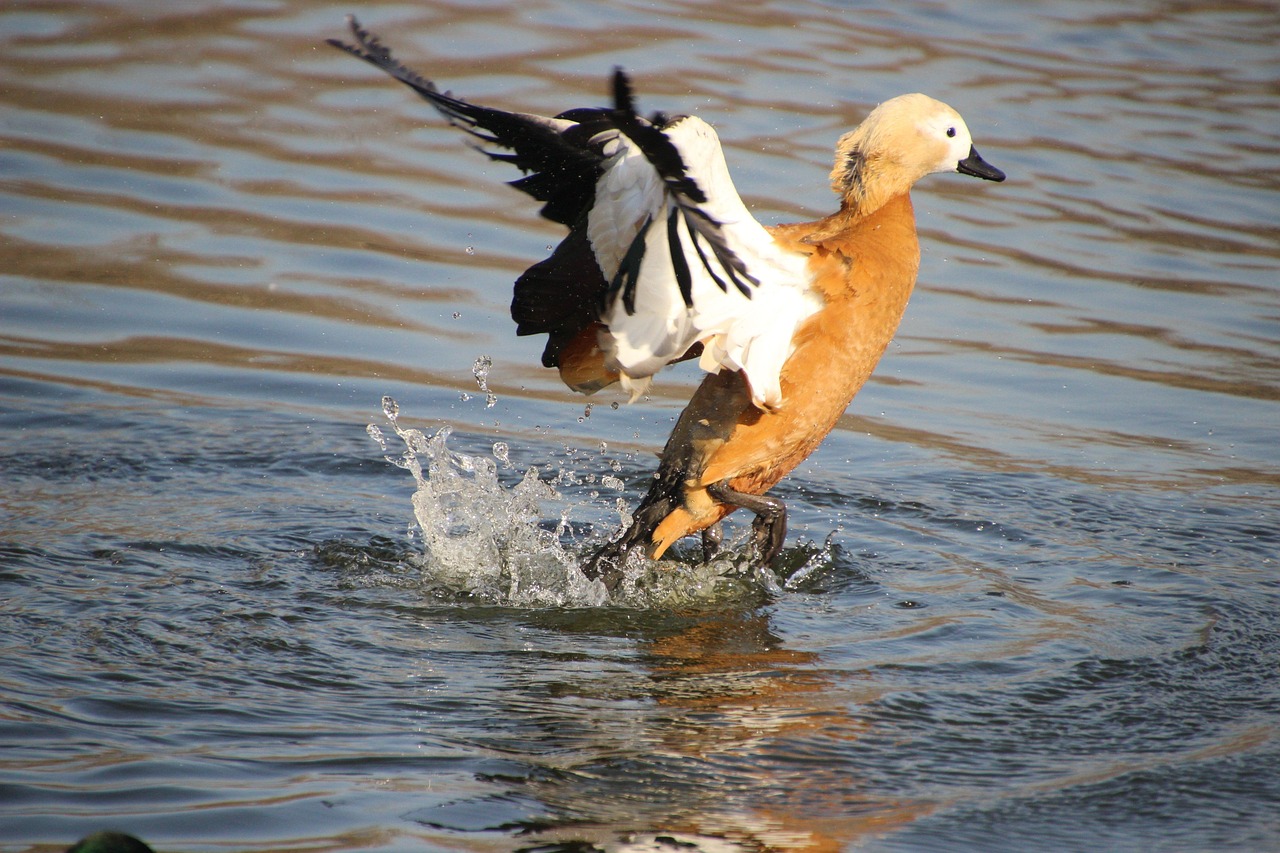 Ruddy Patos Shelduck Pato Estanque - Foto gratis en Pixabay - Pixabay