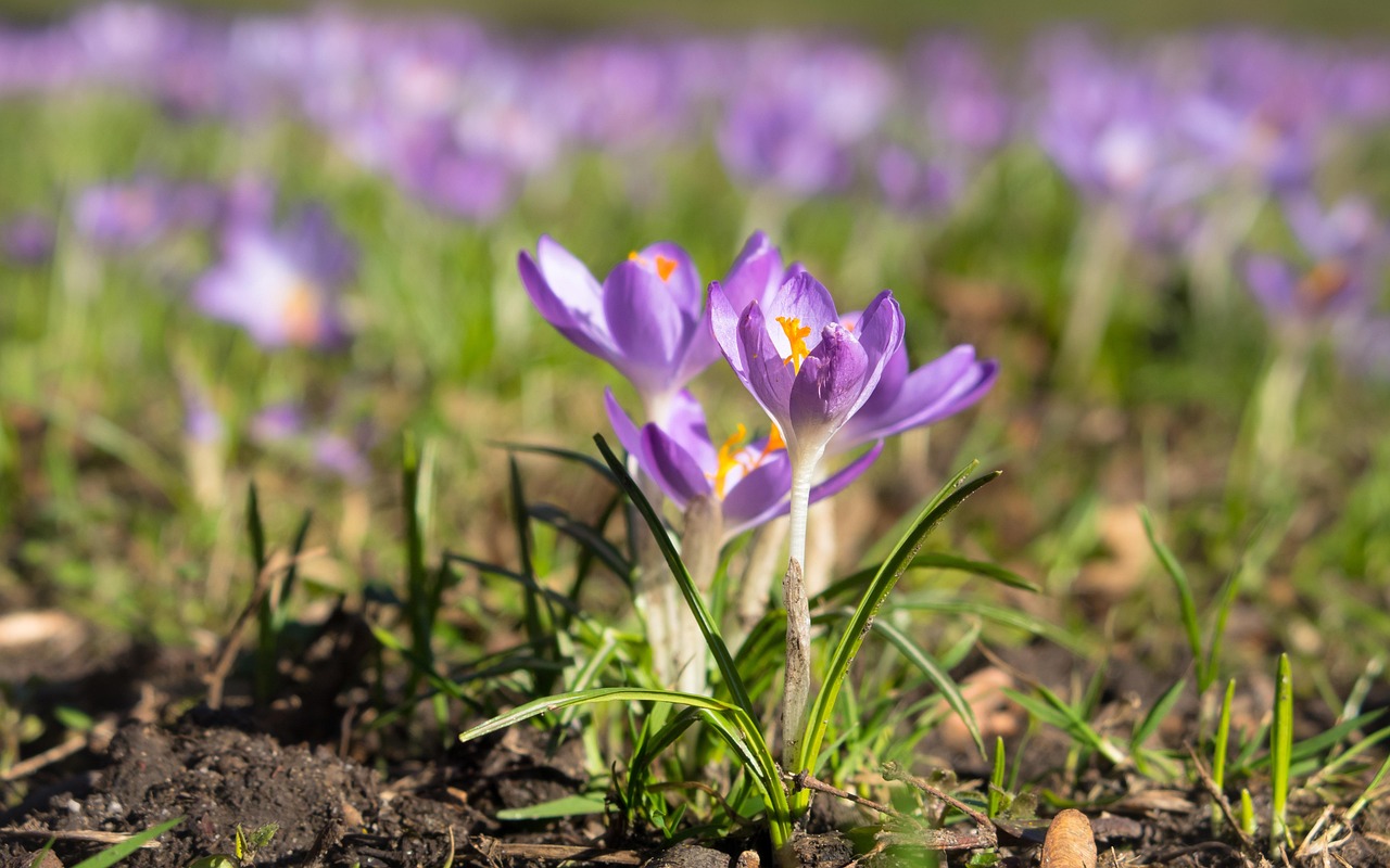 Crocus Fleurs Prairie - Photo gratuite sur Pixabay - Pixabay