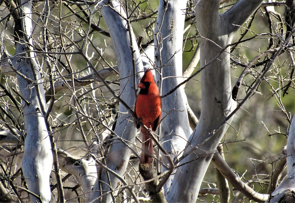 Northern Cardinal Bird - Free photo on Pixabay