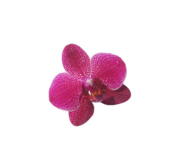 Purple Orchid Single Flower Unique - Photo gratuite sur Pixabay - Pixabay
