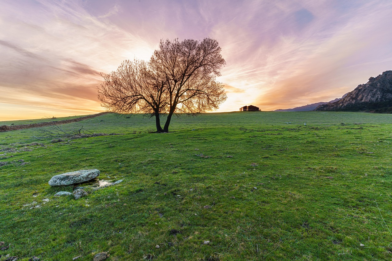 Sonnenuntergang Baum Wiese - Kostenloses Foto auf Pixabay - Pixabay