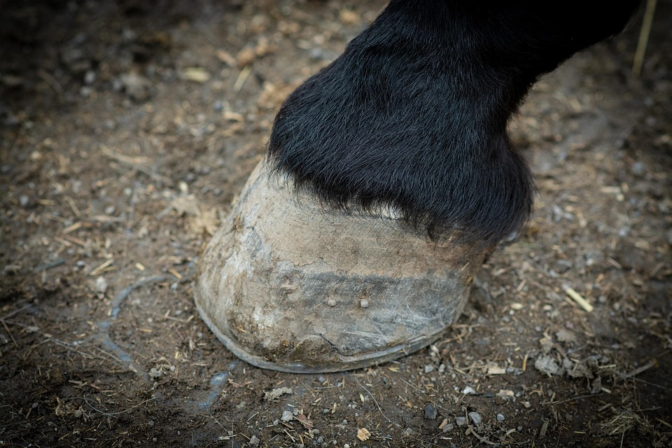 Horse Animal Hoof - Free photo on Pixabay - Pixabay