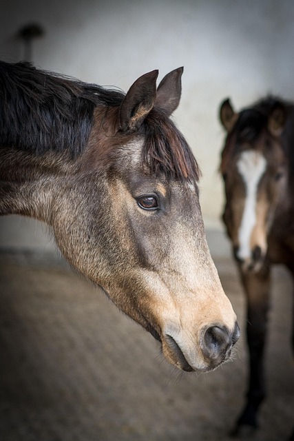 Pferd Kopf Pony - Kostenloses Foto auf Pixabay - Pixabay