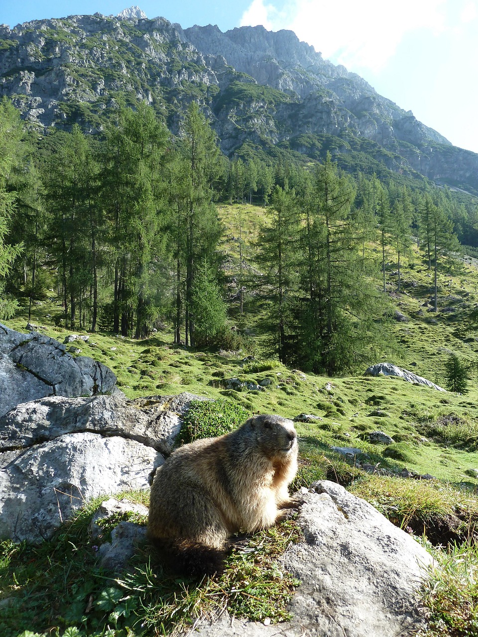 Marmot Alps Stone Alpine - Free photo on Pixabay - Pixabay