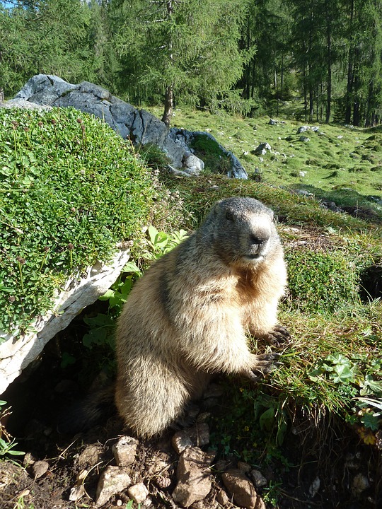 Marmotte Alpes Pierre - Photo gratuite sur Pixabay - Pixabay