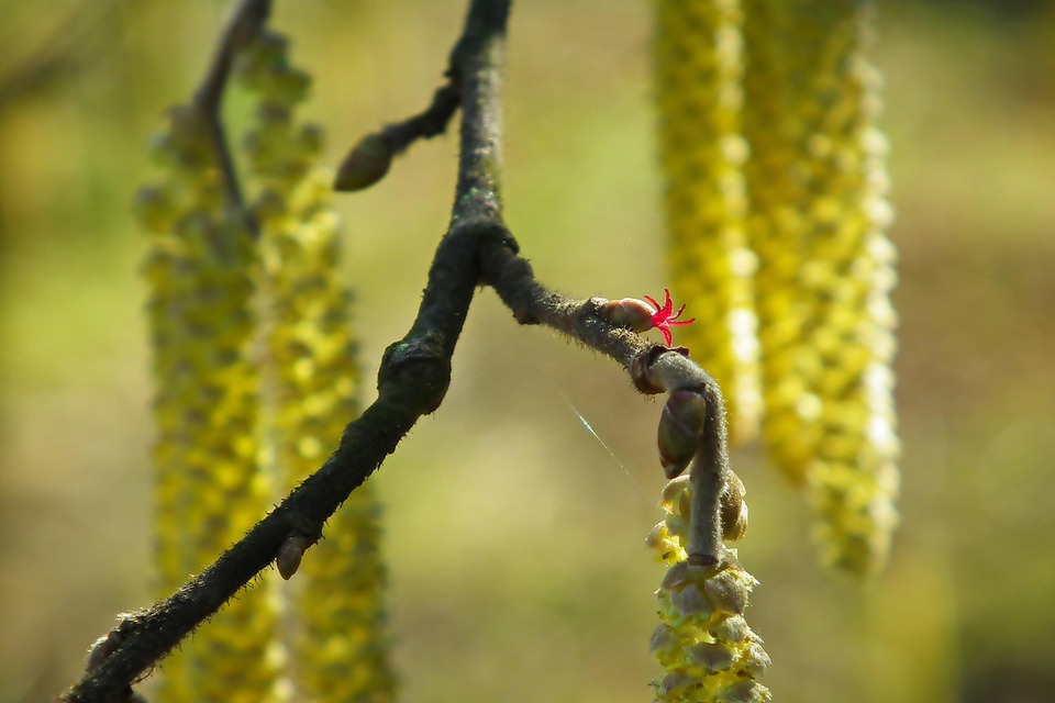 Hazel Branch Catkins - Free photo on Pixabay - Pixabay