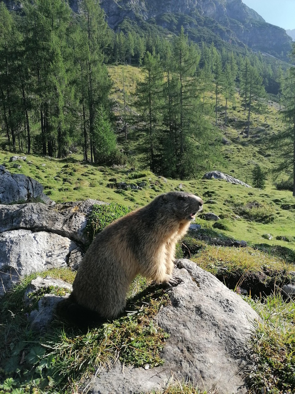 Marmot Alps Stone Alpine - Free photo on Pixabay - Pixabay