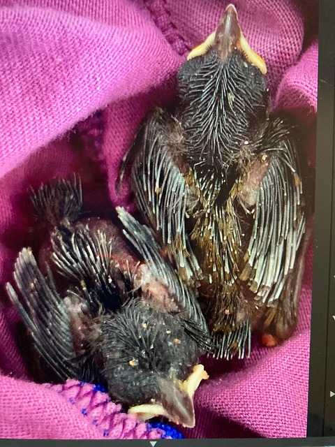 Bébé Moineaux Des Oiseaux - Photo gratuite sur Pixabay - Pixabay