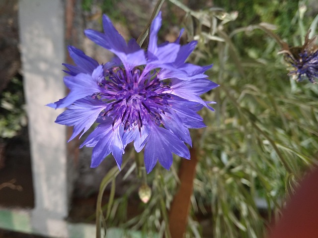 Centaurea Cyanus Flower Ornamental - Free photo on Pixabay - Pixabay