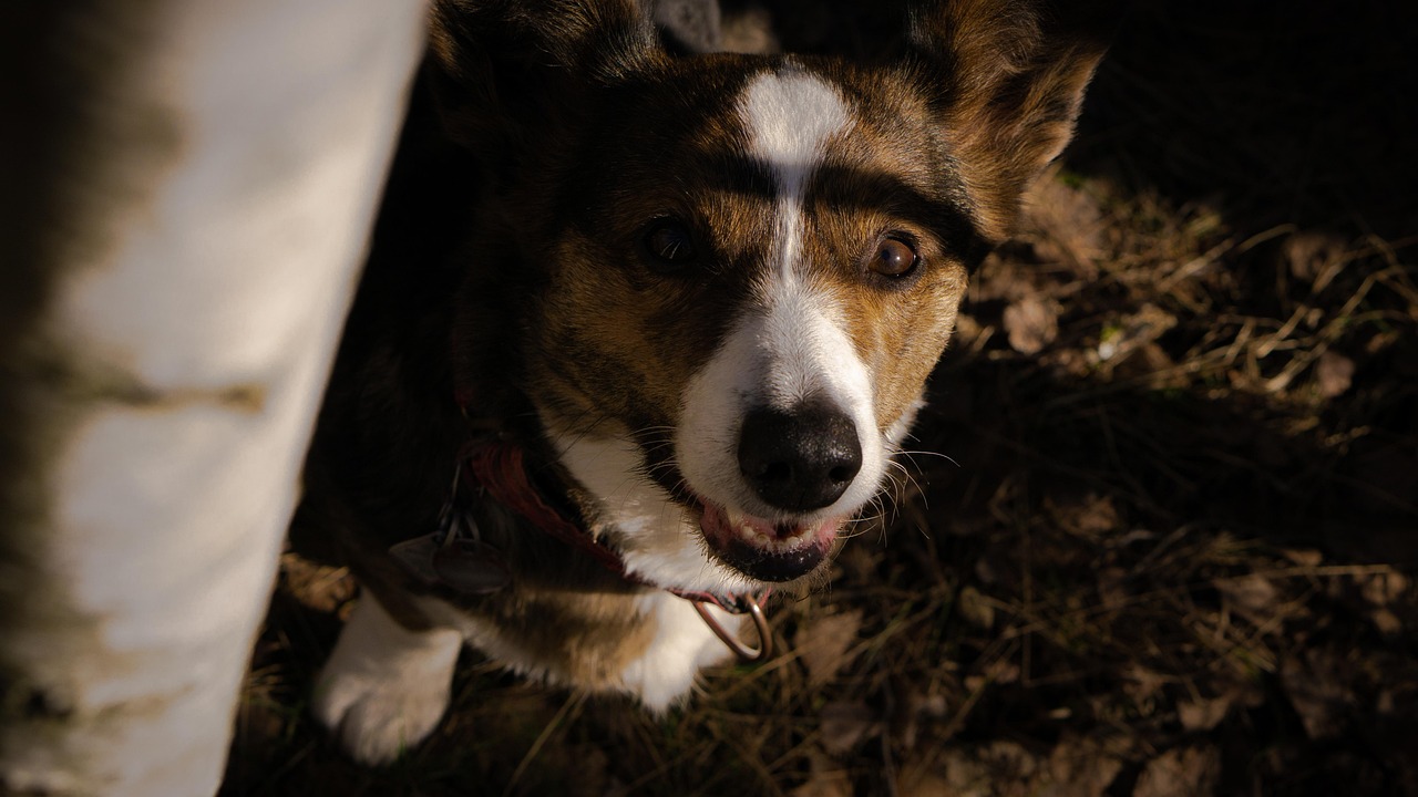 Corgi Perro Bosque - Foto gratis en Pixabay - Pixabay