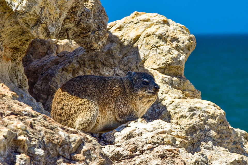 Hyrax Animal Rock - Foto gratis en Pixabay - Pixabay
