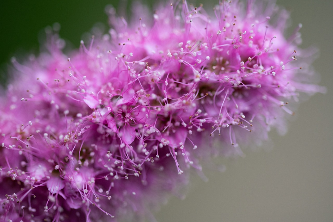 Flower Bud Plant - Free photo on Pixabay - Pixabay