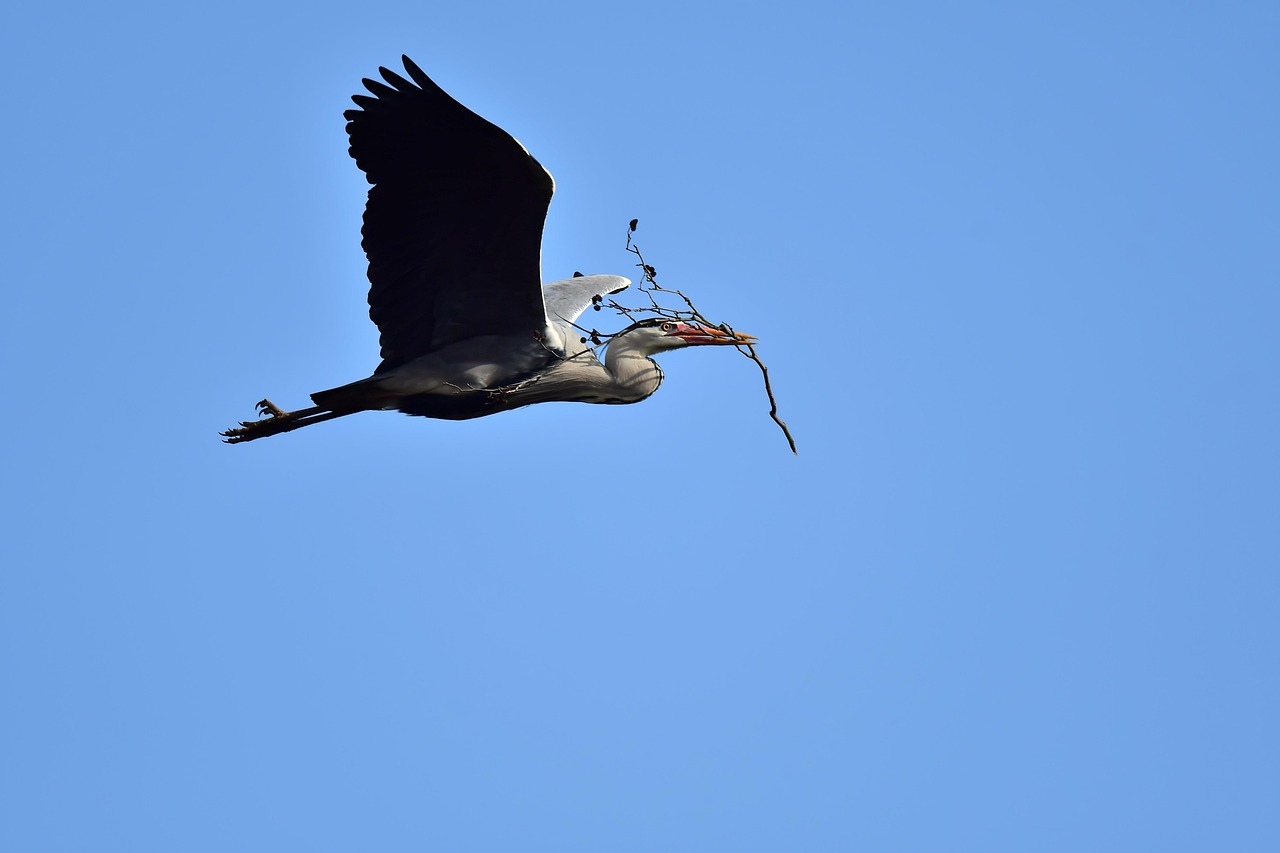 Garza Ardea Cinerea Volador - Foto gratis en Pixabay - Pixabay