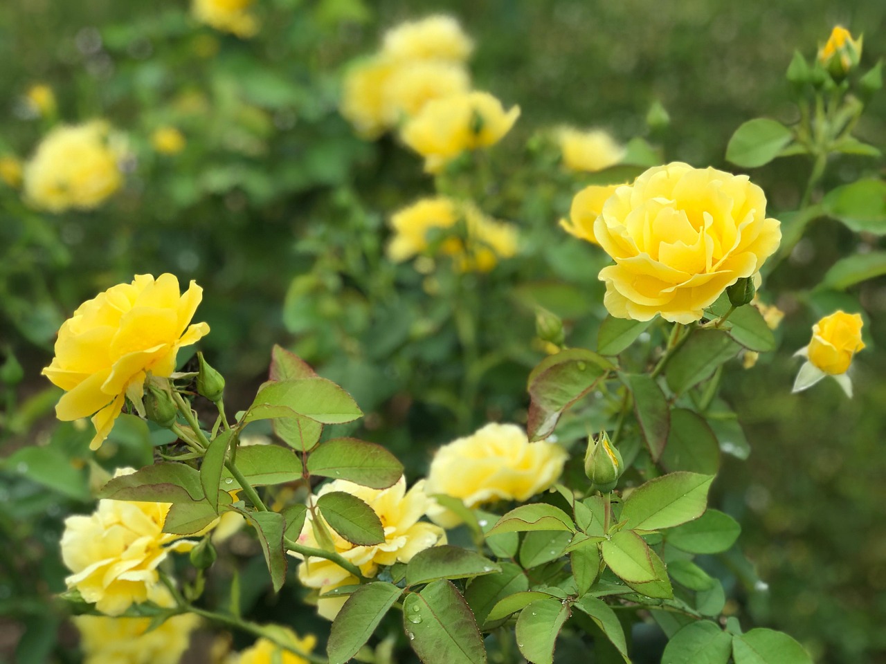Des Roses Jardin Bloom - Photo gratuite sur Pixabay - Pixabay