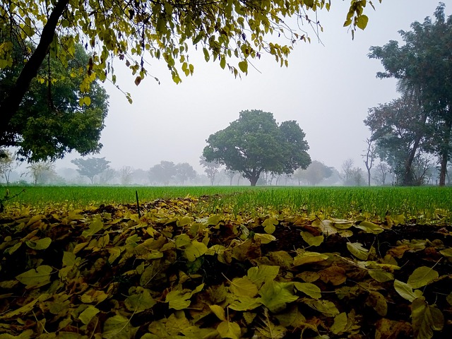 Tree Nature Leafs Under Trees - Free photo on Pixabay - Pixabay