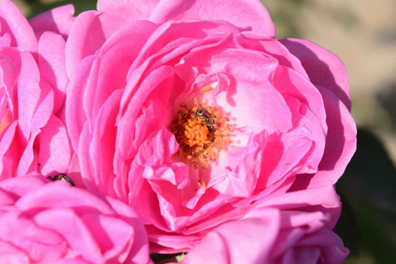 Bees Rose Pink - Free photo on Pixabay - Pixabay