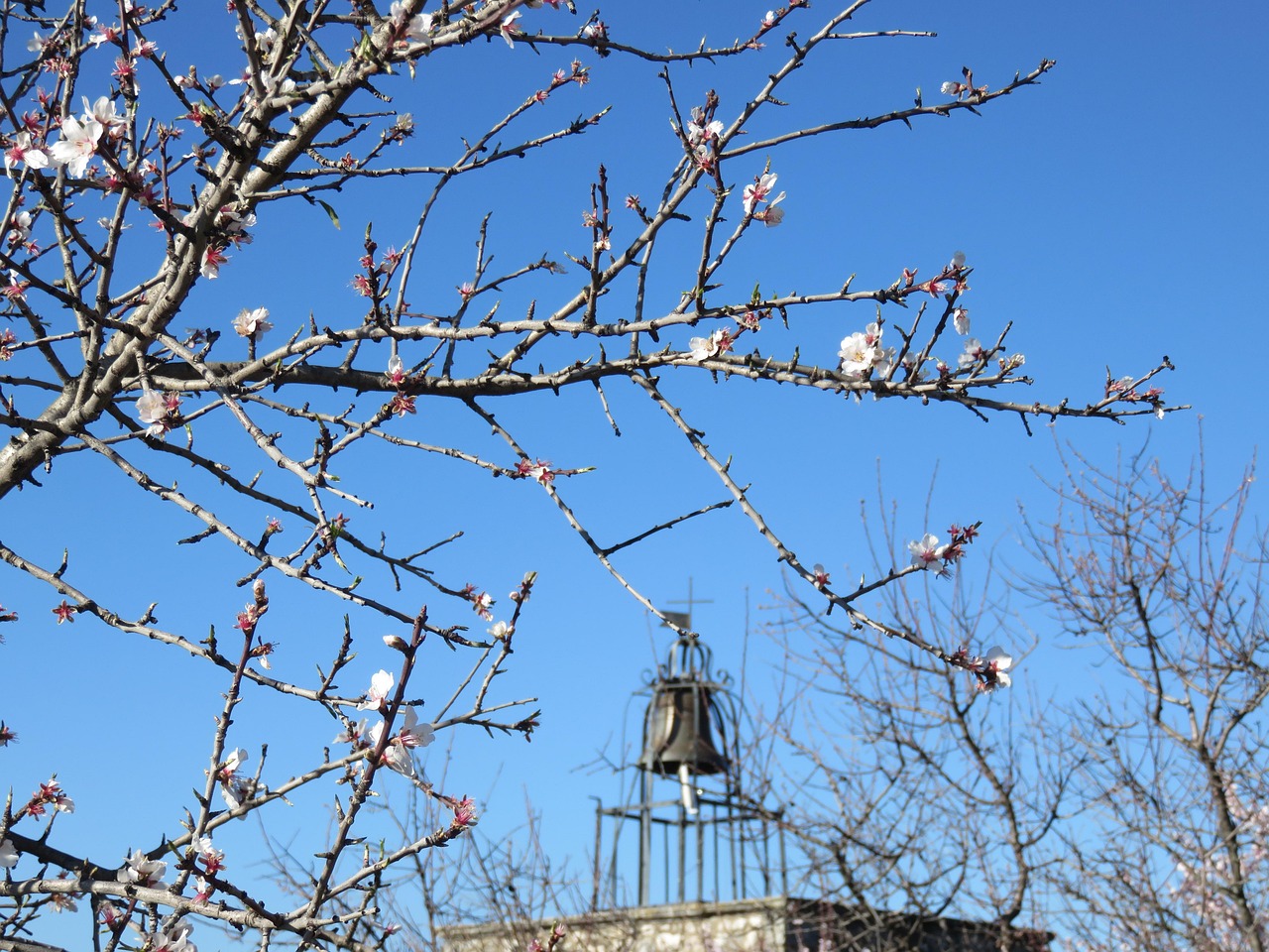 Amandier Printemps - Photo gratuite sur Pixabay - Pixabay