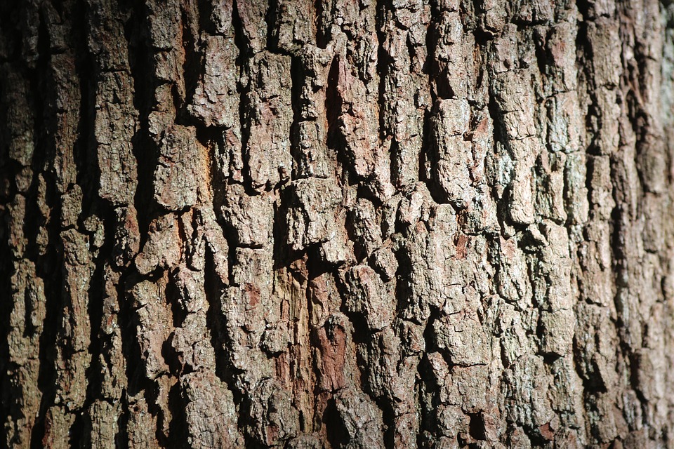 Holz Baum N - Kostenloses Foto auf Pixabay - Pixabay