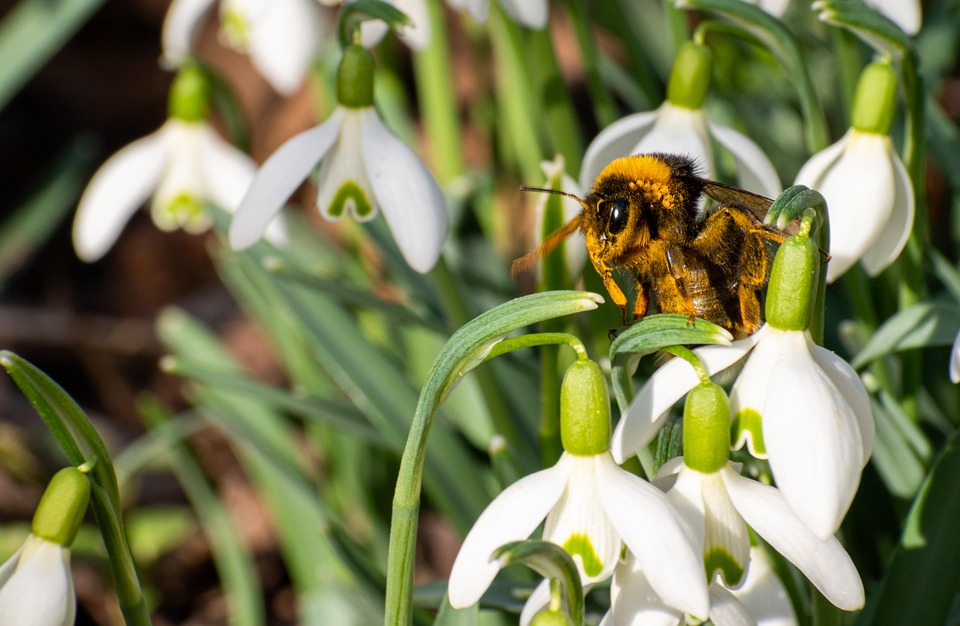 Bee Flowers Snowdrop Lily Of The - Free photo on Pixabay - Pixabay