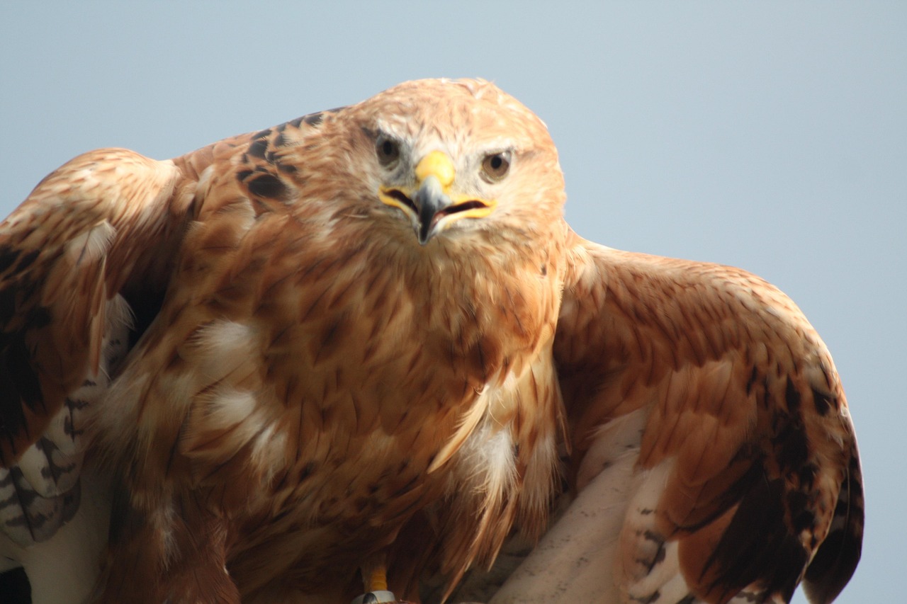 Aves De Rapina Pássaro Raptor - Foto gratuita no Pixabay - Pixabay