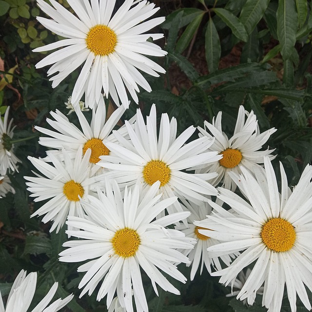 Margaritas Blume - Kostenloses Foto auf Pixabay - Pixabay