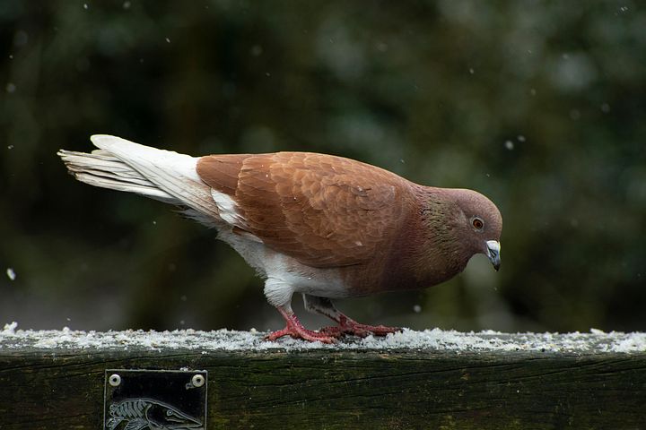 60+ Free Paloma Comun & Bird Photos - Pixabay