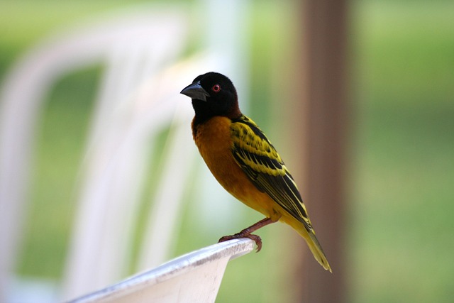 Pájaro Pequeño Sentado Posado De - Foto gratis en Pixabay - Pixabay