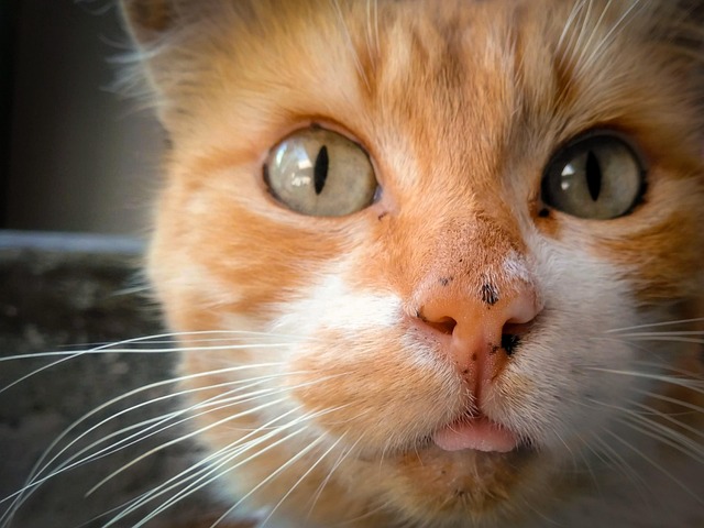 Katze Augen Sprache - Kostenloses Foto auf Pixabay