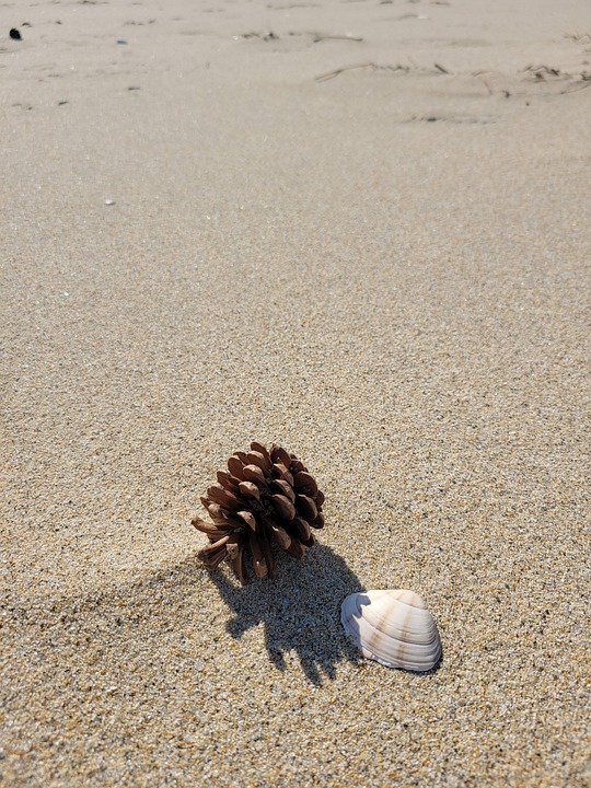 Seashells Pine Cones Sand - Free photo on Pixabay