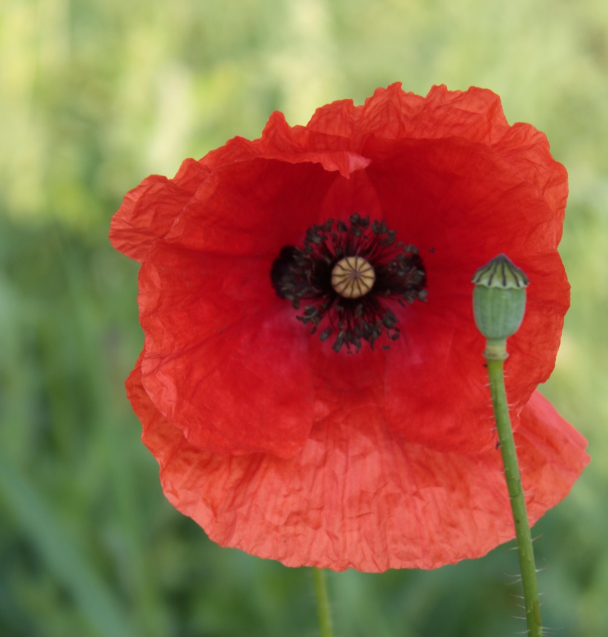 Fleur Coquelicot Plante La - Photo gratuite sur Pixabay - Pixabay