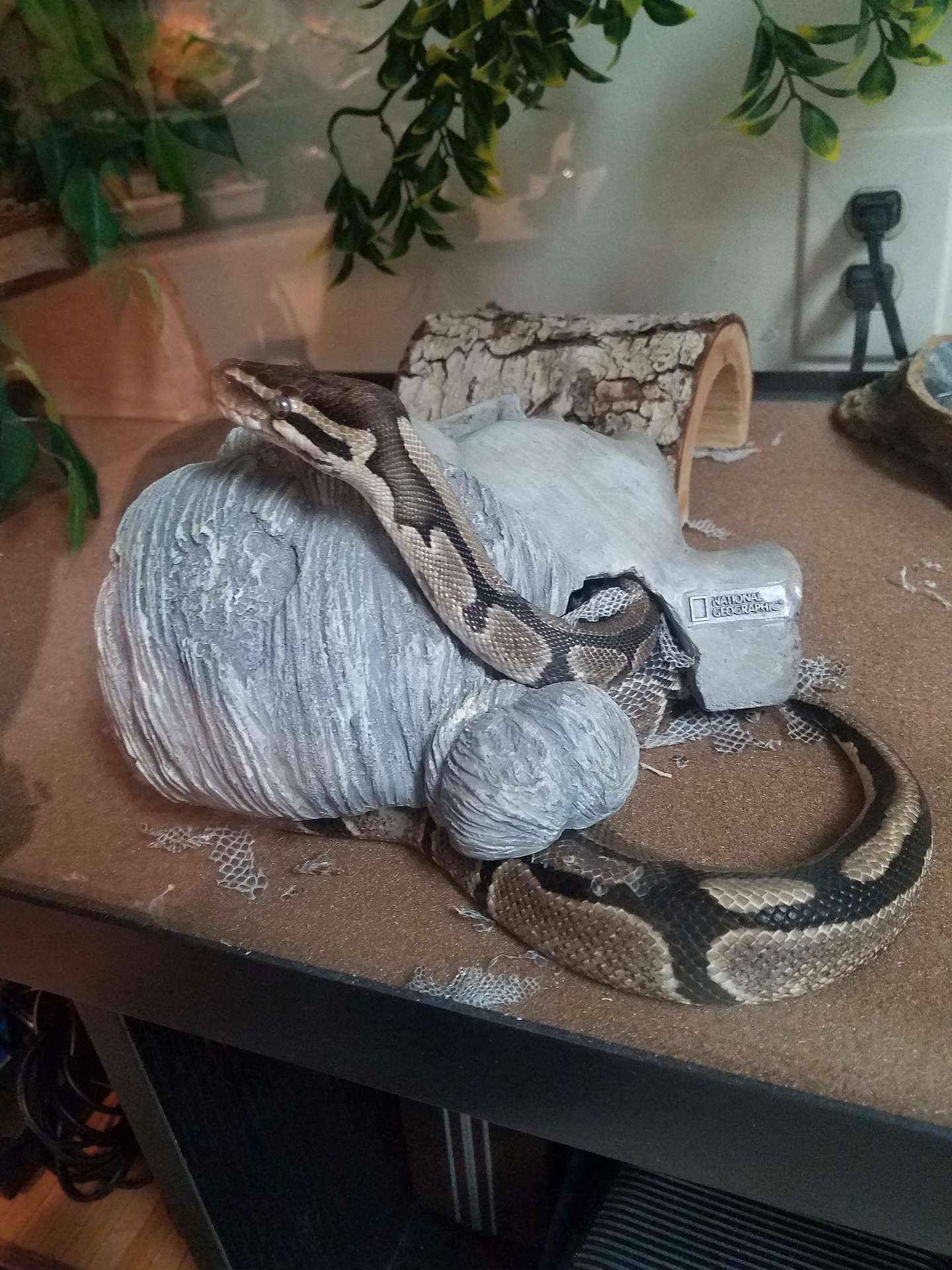 reptile_lady - Pixabay