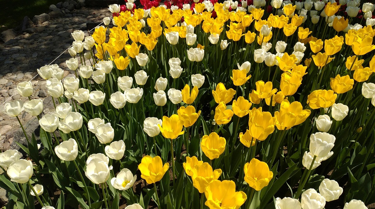 Flores Tulipanes Primavera - Foto gratis en Pixabay