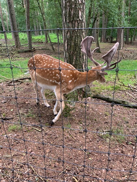 Deer In The Enclosure Pair Of - Free photo on Pixabay - Pixabay
