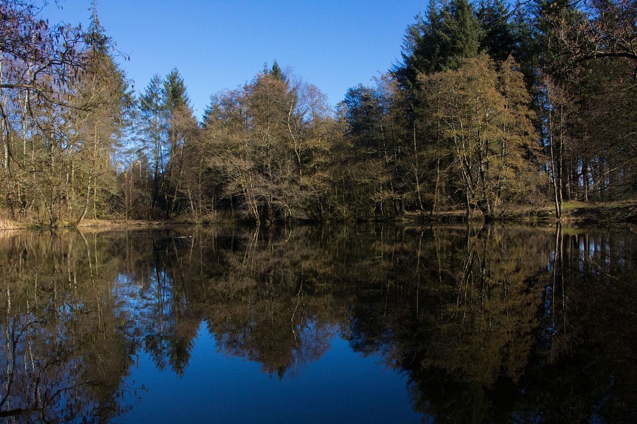 Des Arbres Lac Forêt - Photo gratuite sur Pixabay