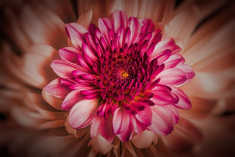Macro Fleur - Photo gratuite sur Pixabay - Pixabay