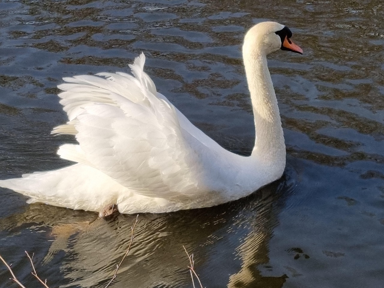 Swan Nature Bird - Free photo on Pixabay - Pixabay