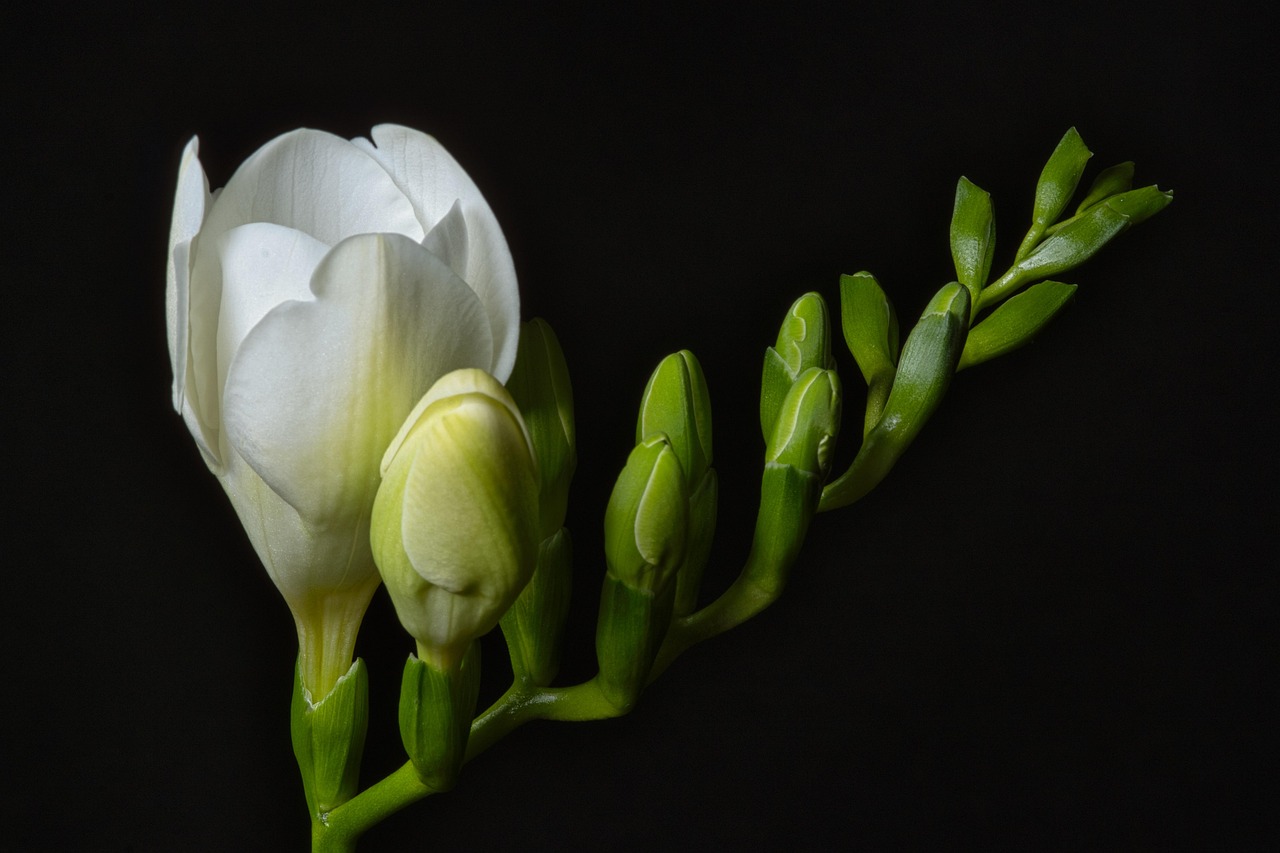Freesia Flower Buds - Free photo on Pixabay - Pixabay
