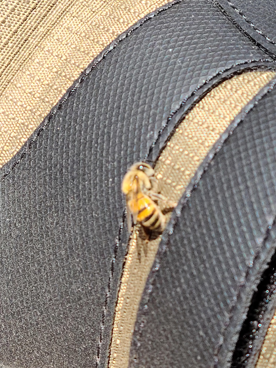 Bee Shoe Close - Free photo on Pixabay - Pixabay