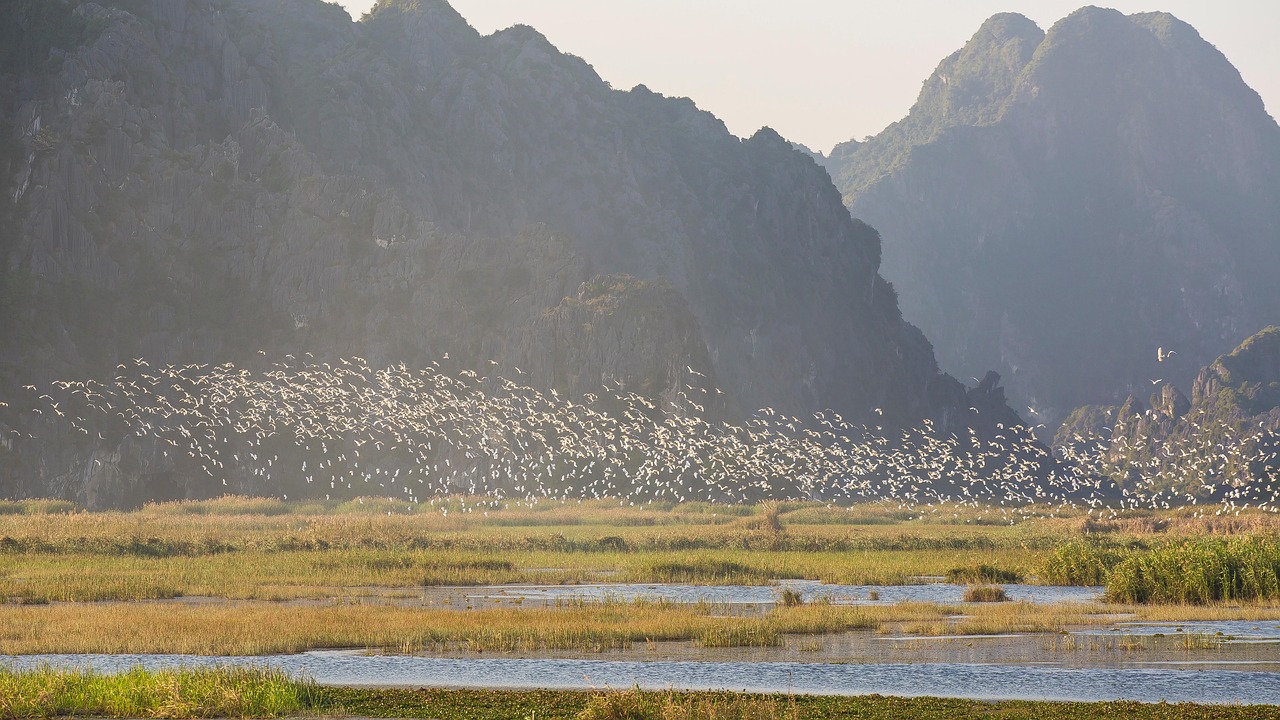 Herd Of Storks Floating Lagoon - Free photo on Pixabay - Pixabay
