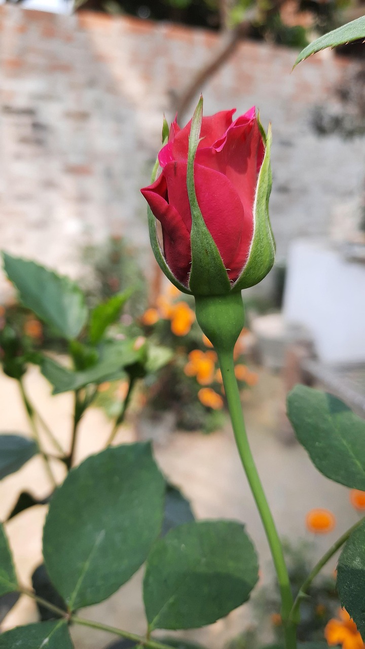Symbole D'Amour Doux Rose Rouge - Photo gratuite sur Pixabay - Pixabay