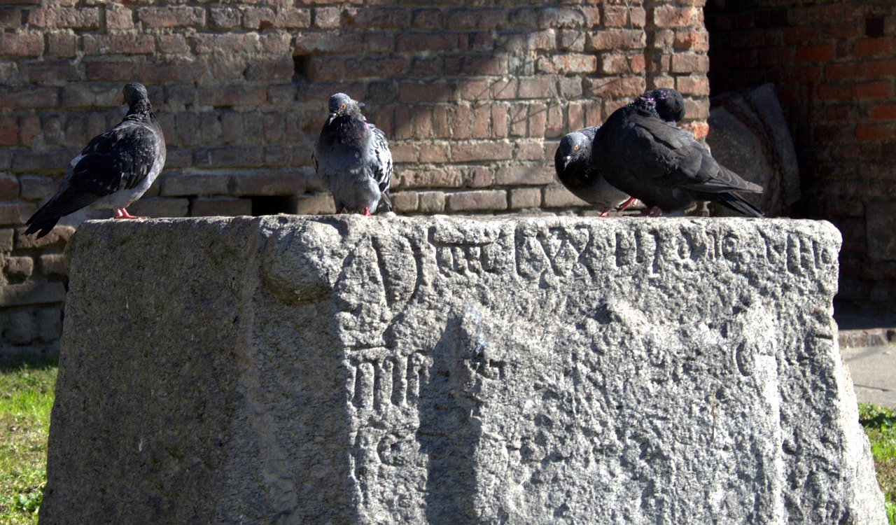 Pigeons Des Oiseaux Milan - Photo gratuite sur Pixabay - Pixabay